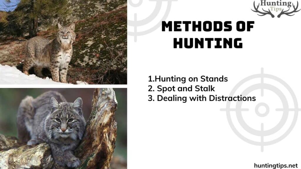Bobcat Hunting 101