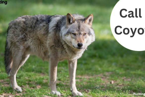 What is the Meaning of Carrying Capacity in Hunting?