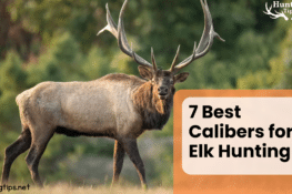 Bear Hunting Dog: Top 7 Breeds for Tracking and Trailing